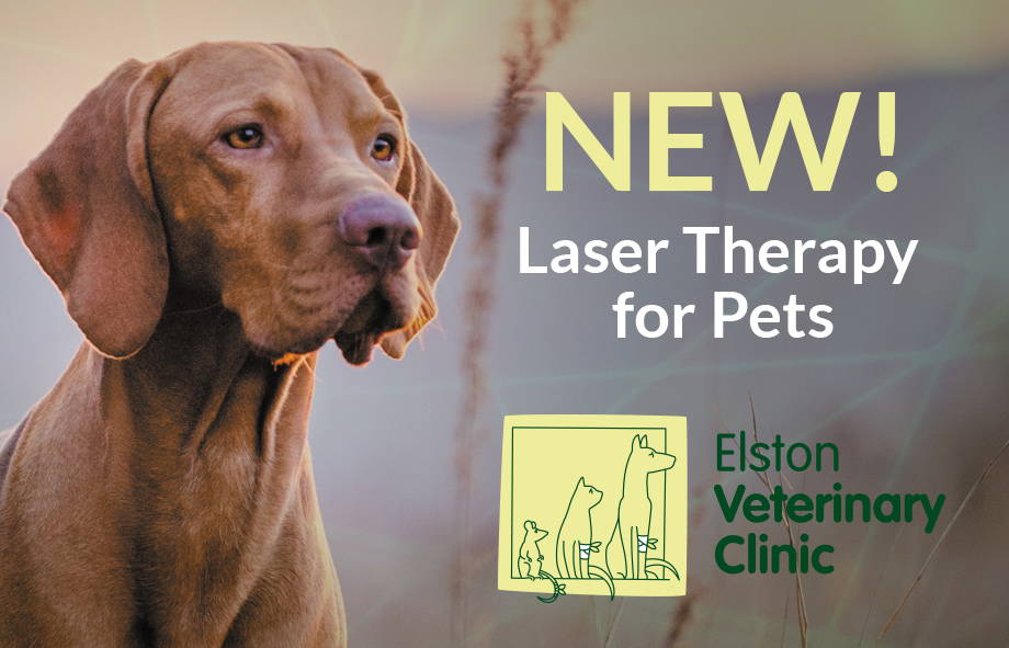 Elston Vets treat your pets with love in Shrewton, Wiltshire
