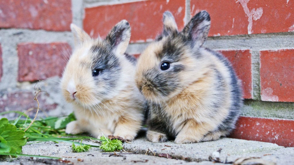 FREE Rabbit Health Checks During Rabbit Awareness Month!
