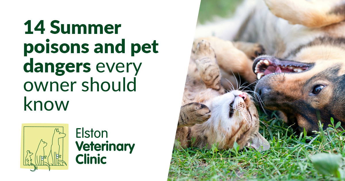 14 Summer poisons and pet dangers every owner should know