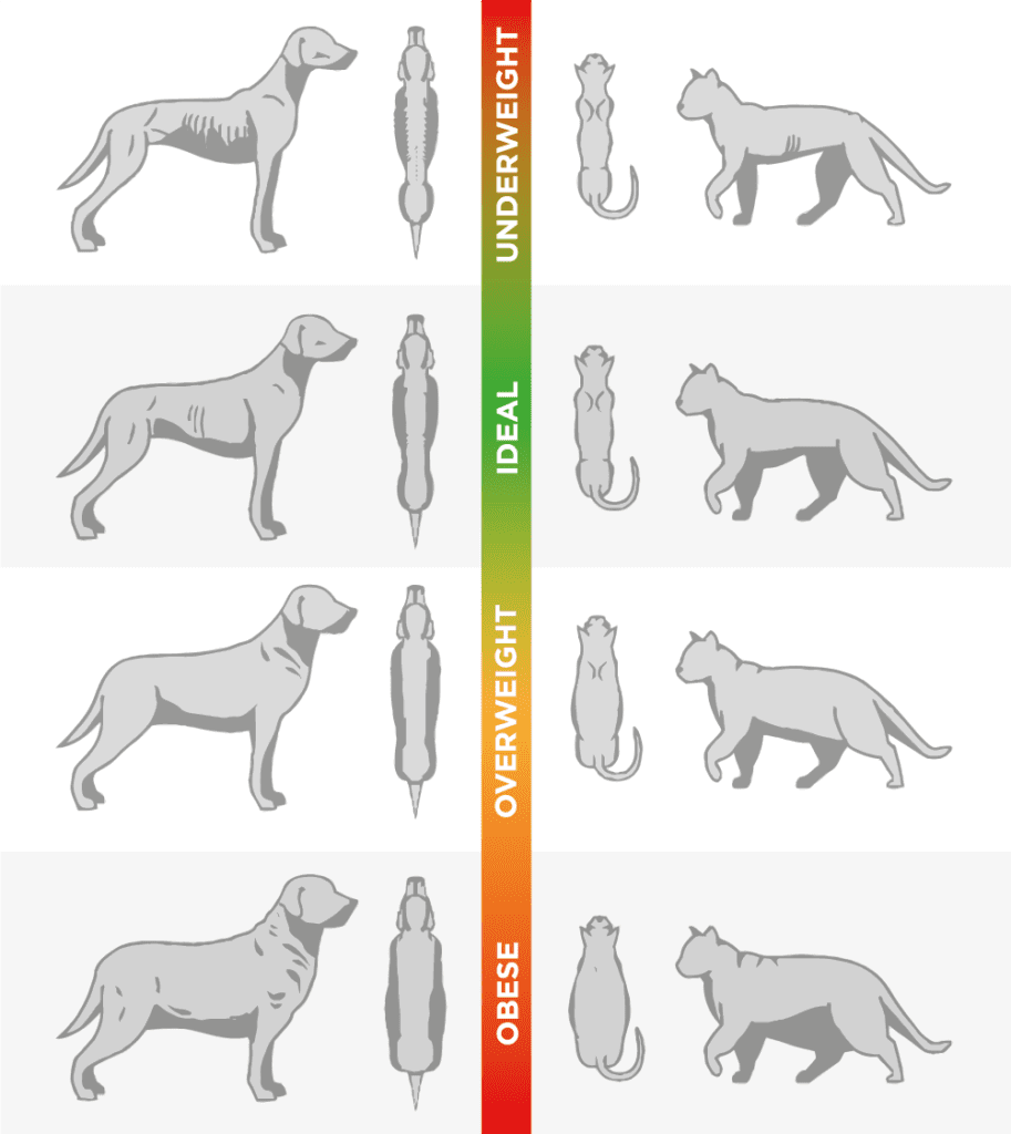 Pet Obesity: Essential Fat Busting Tips for Overweight Pets