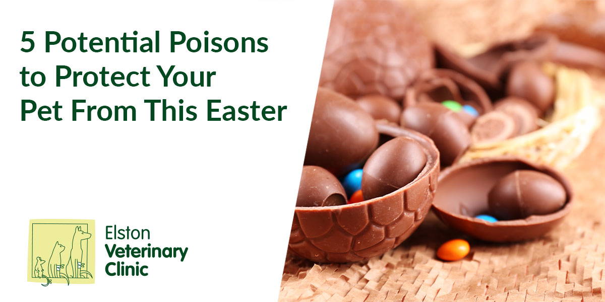 5 Potential Easter Poisons and How to Protect Your Pet From Them