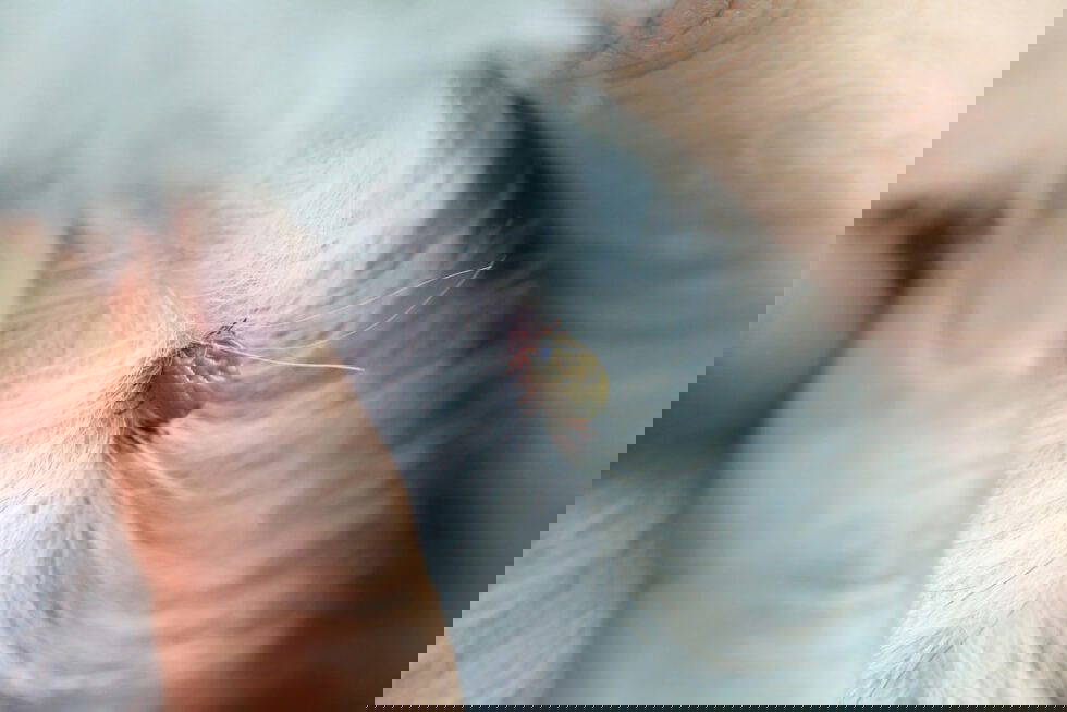 Ticks | Disease, Transmission, Symptoms & Removal | Elston Vets