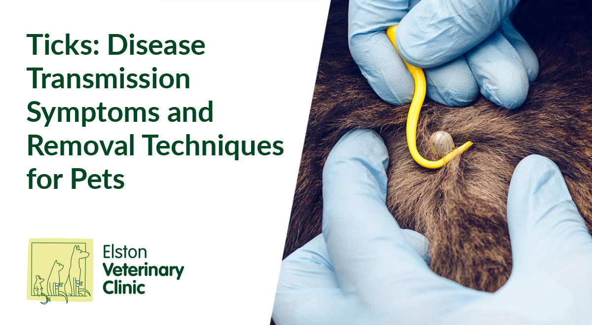 Ticks | Disease, Transmission, Symptoms & Removal | Elston Vets