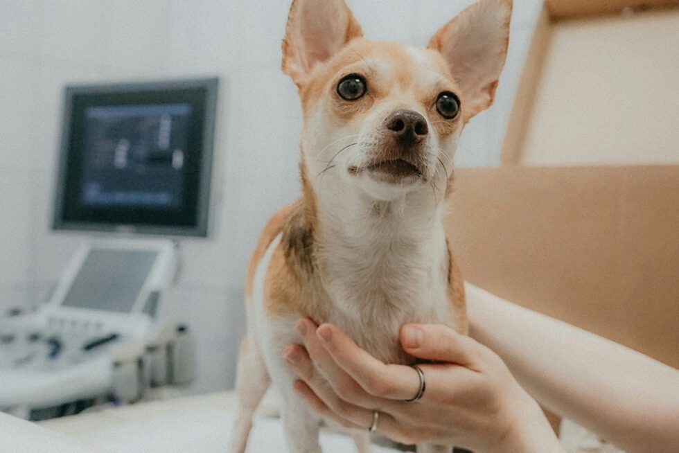 The importance of regular pet health checks | Elston Vets