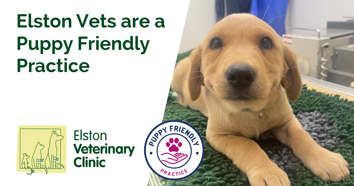 We're Proud to be a Puppy Friendly Vet Practice | Elston Vets
