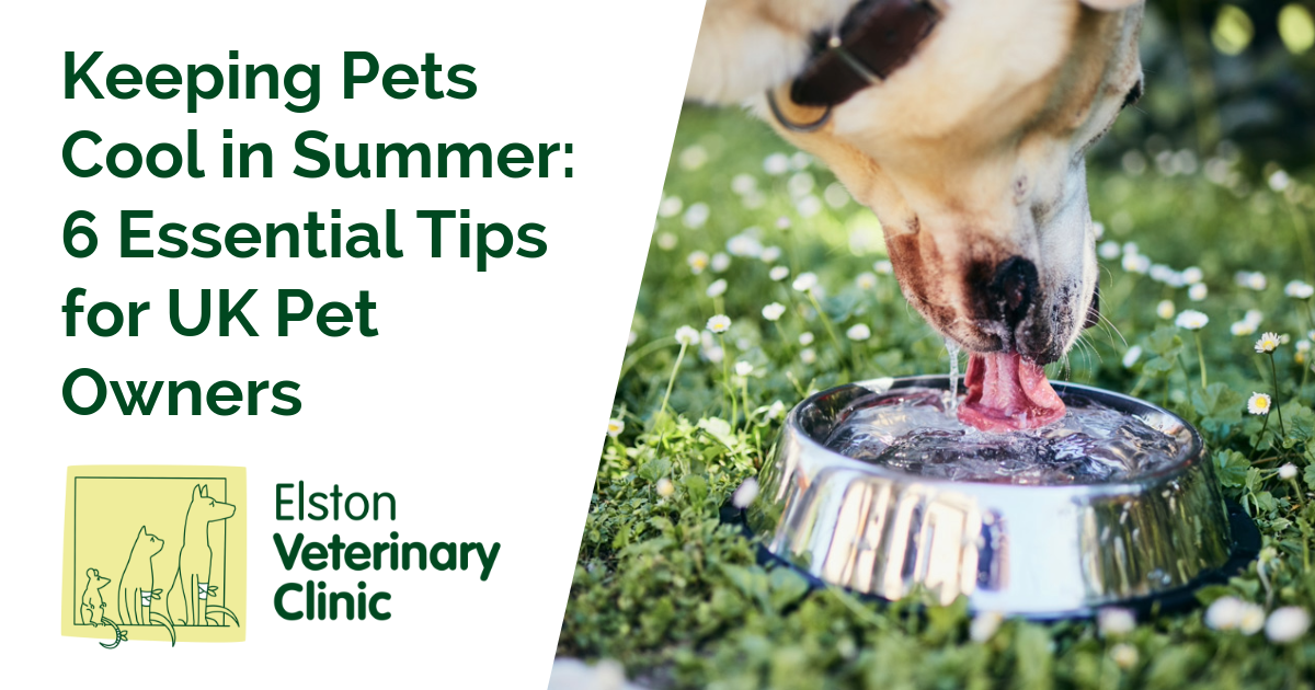 Keeping Pets Cool in Summer: 6 Essential Tips for UK Pet Owners