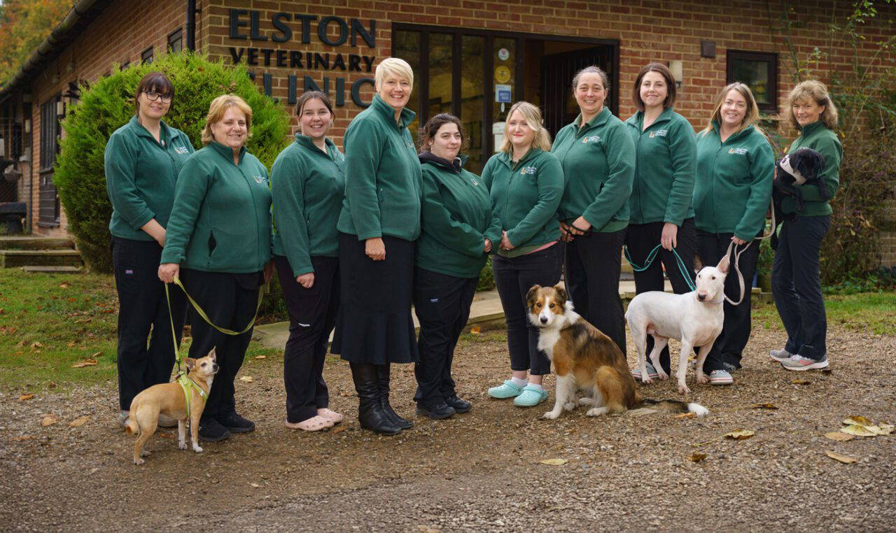 Helpful information about the Elston Veterinary Clinic in Shrewton