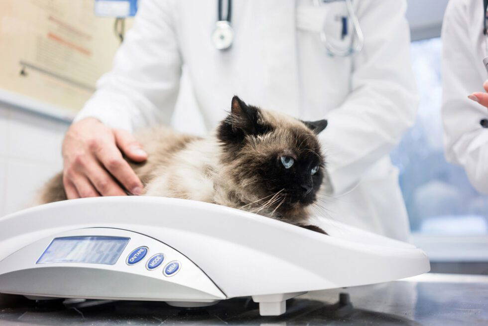 What Are the Signs of Ill Health in Your Pet? | Expert Vet Advice UK